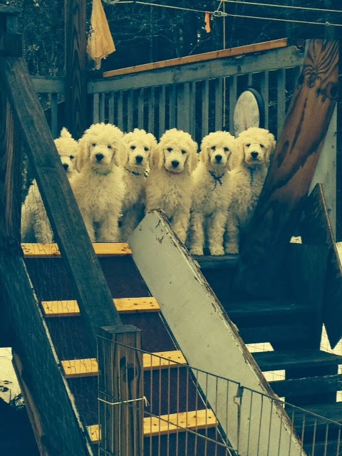 Maine Standard Poodles
