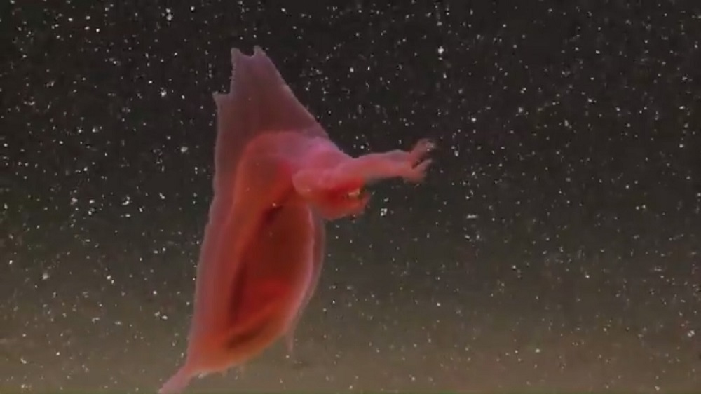 Real Monstrosities: The Pink Knight Rises