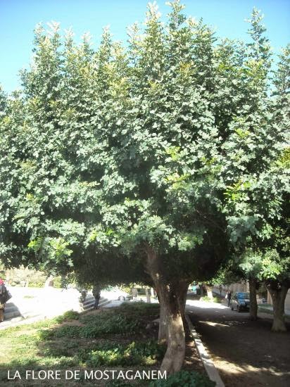 Ma poubelle est un Jardin: le Caroub, el kharoub dans tous ses états