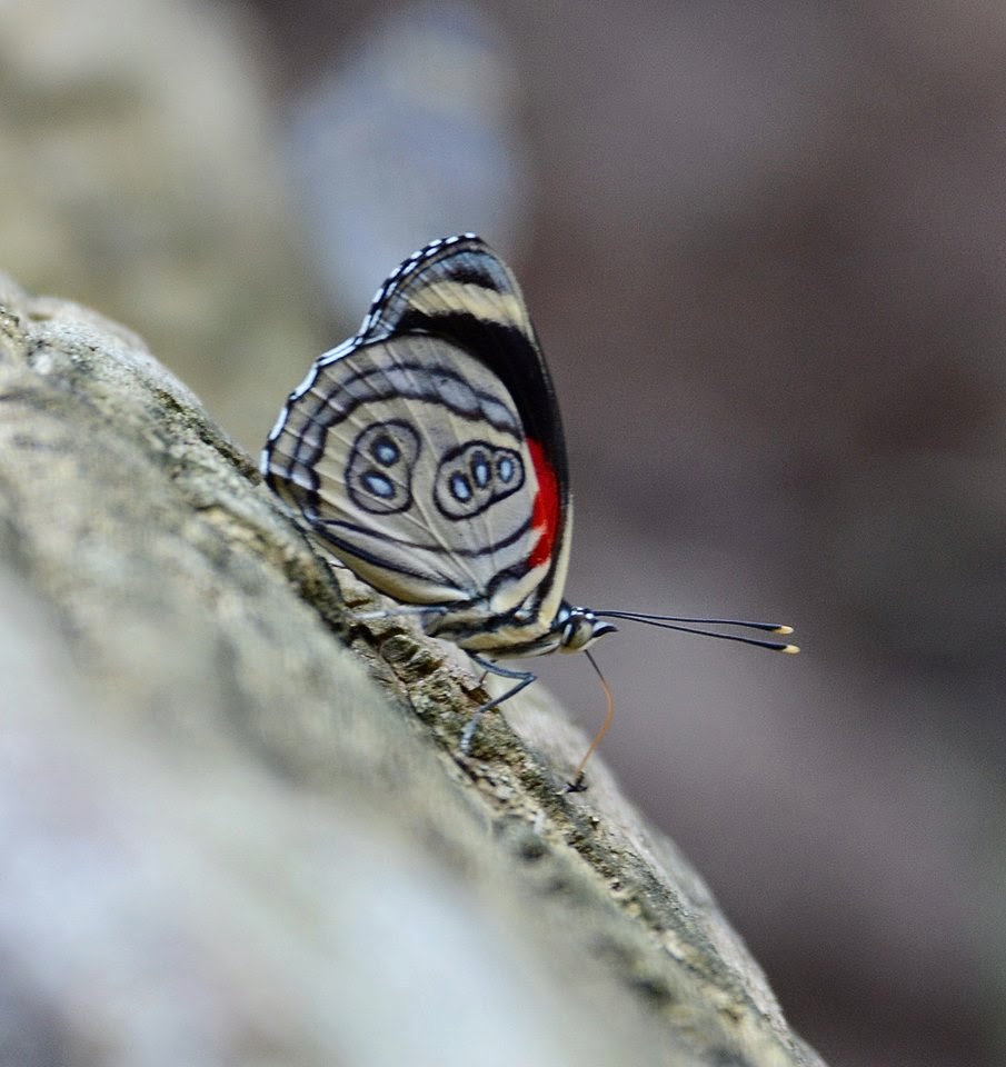 Borboletas e Mariposas: Catagramma pygas pygas (Godart, [1824])