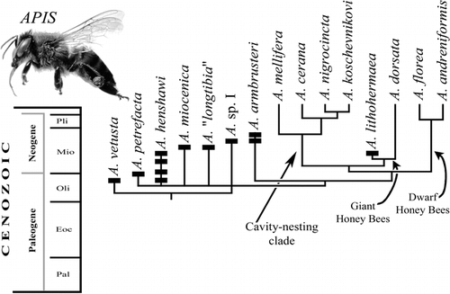 My Views: Bees and Their Honey