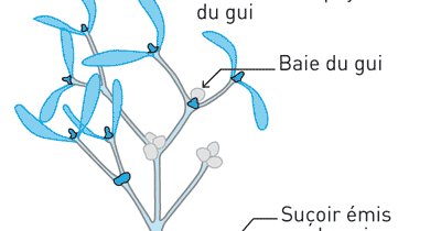 Science Club: Le Gui