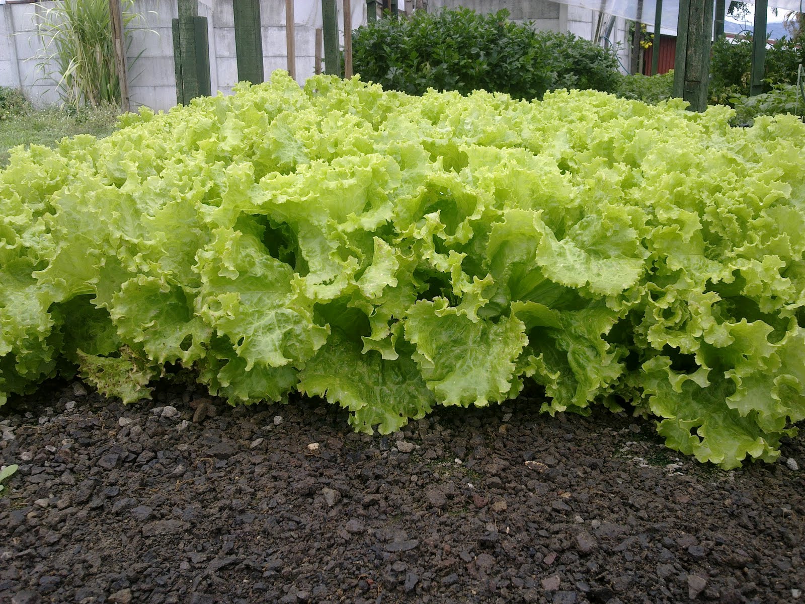 Hidroponia Limar: Nuestra Huerta Hidropónica