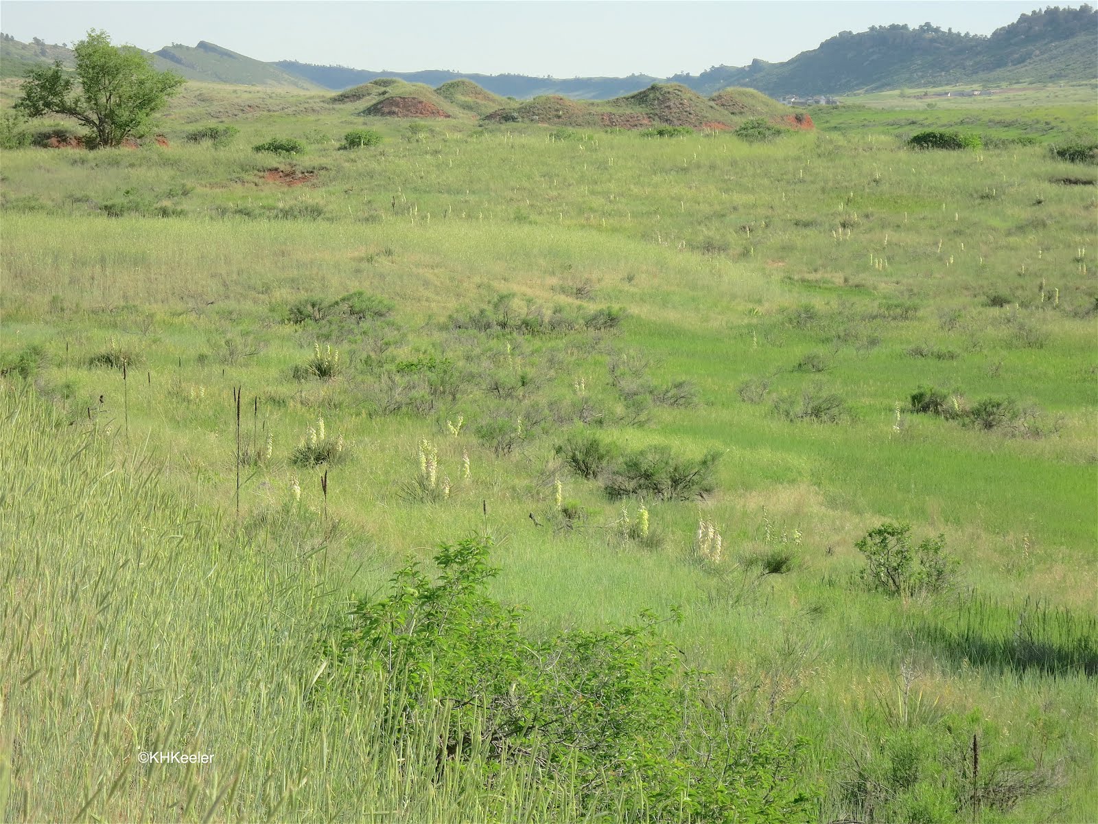 A Wandering Botanist: Visiting Colorado--Devil's Backbone, Loveland ...