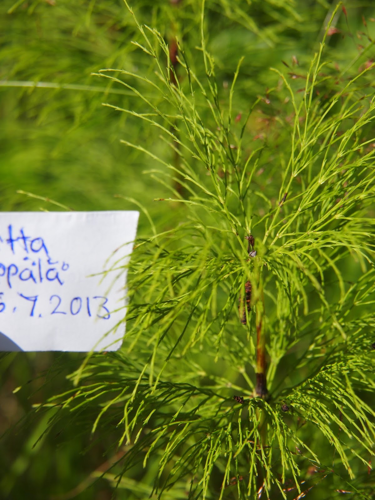 Bertta 9E kasvio: Kanerva,Maitohorsma,Metsäkorte,Sananjalka,Suopursu