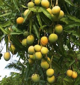 Mangga Kasturi Mascot South Kalimantan is almost extinct | Enduragon Info