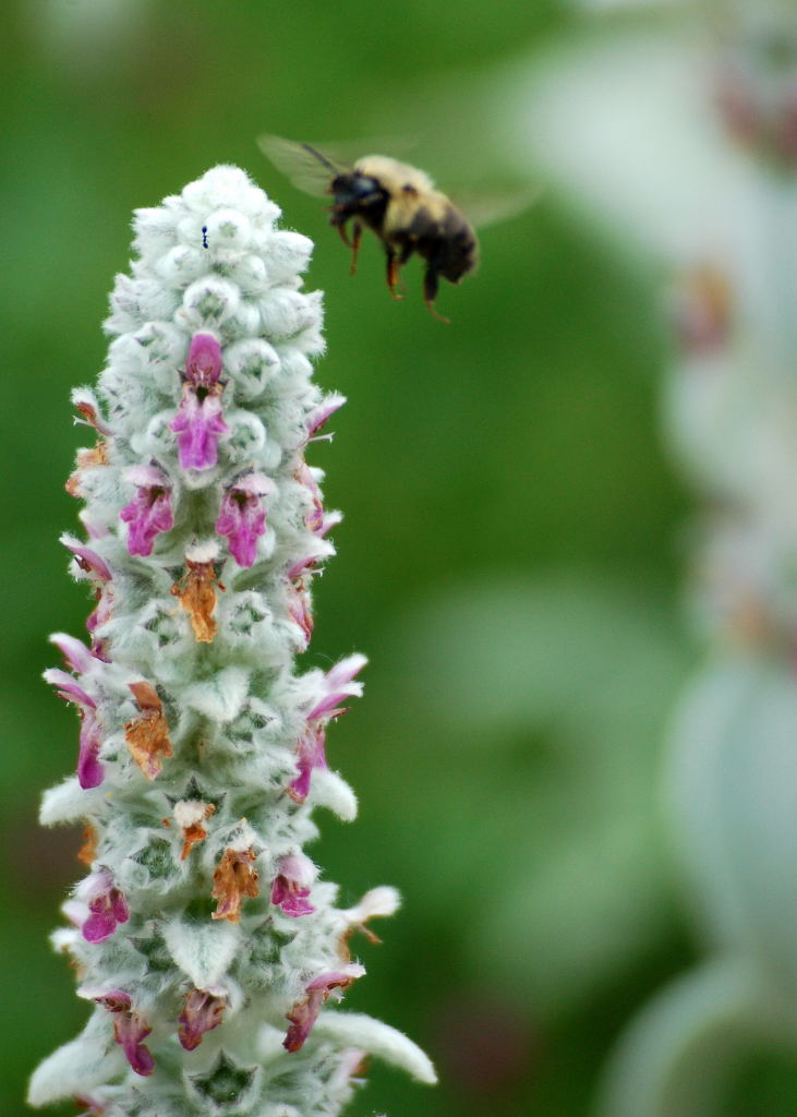 Best Plants For Pollinators Virginia at Bennie Aguayo blog