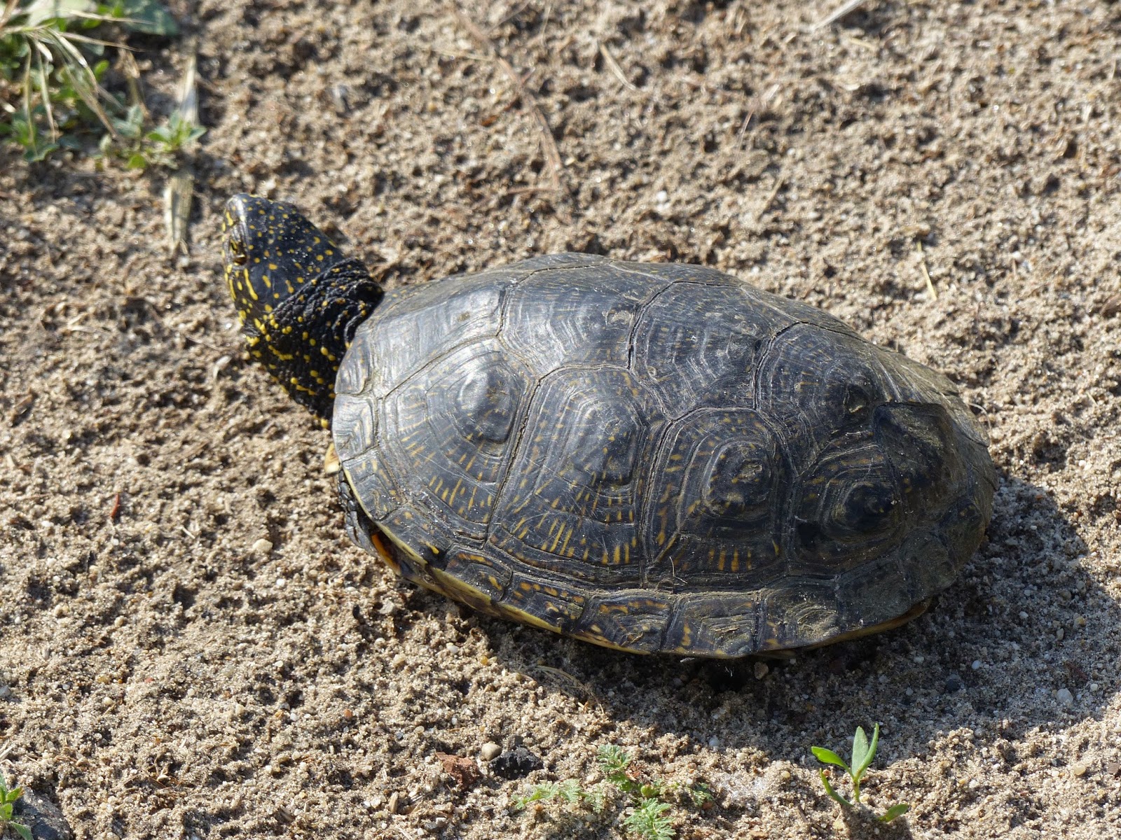 Into the Woods and Elsewhere: Eastern Pond Turtle