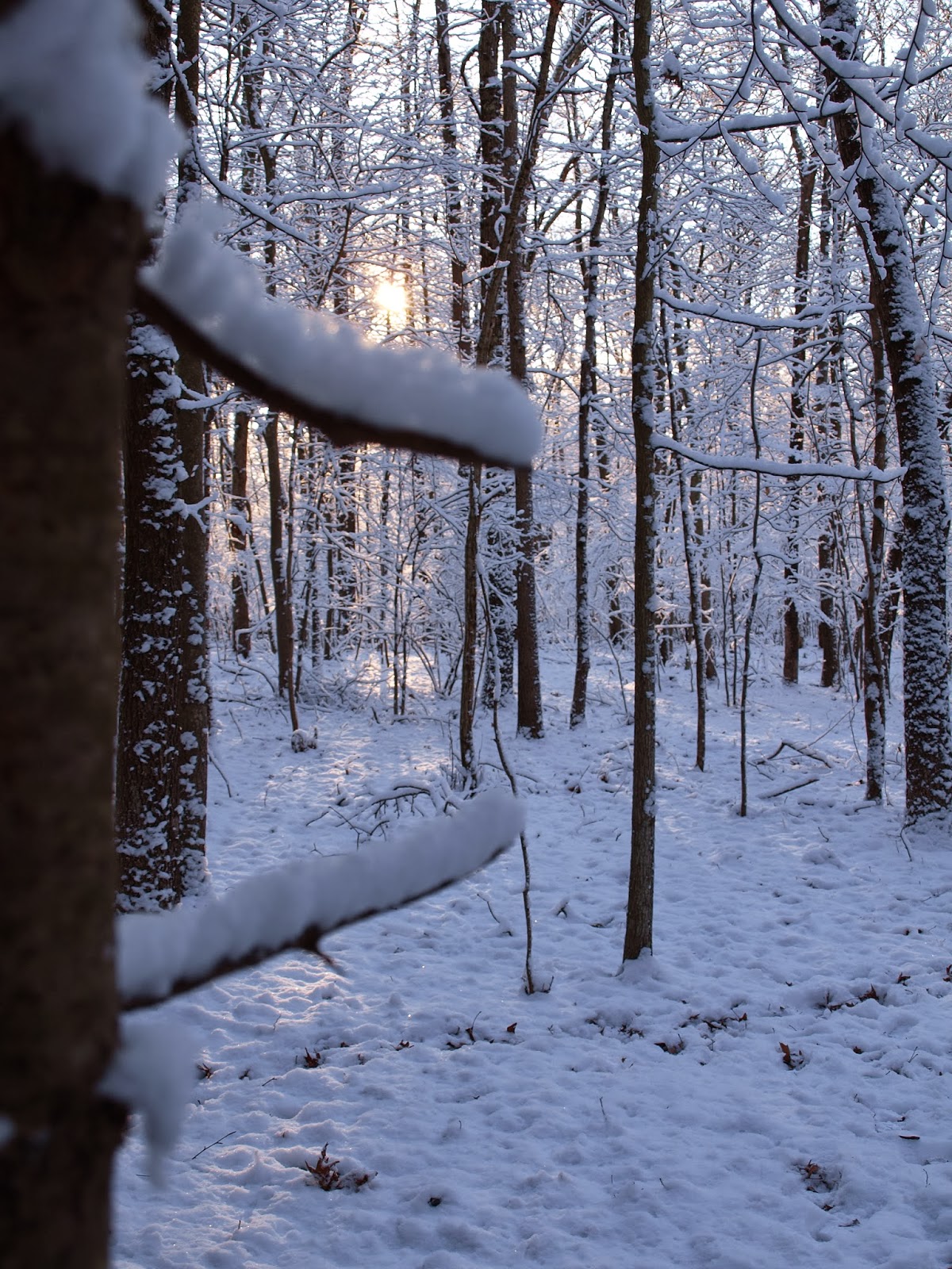 A Life Inspired by Nature: Snow Day
