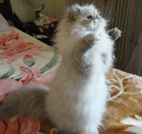 bus 9 for the paradise and Himalayan Cats: Female Blue lynx point ...