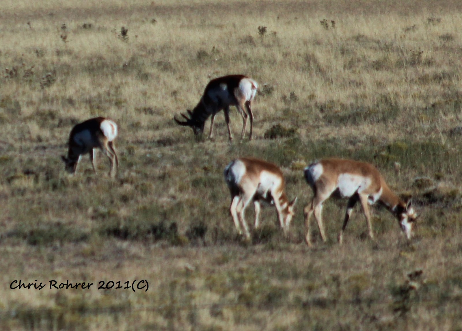 Las Aventuras: The Antelope Near Colorado Springs