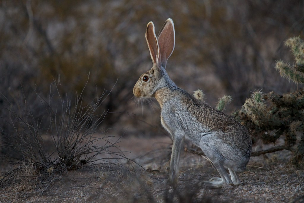 Arizona: Beetles, Bugs, Birds and more: Which Jackrabbit?