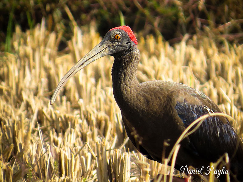 Black Ibis – Daniel Raghu