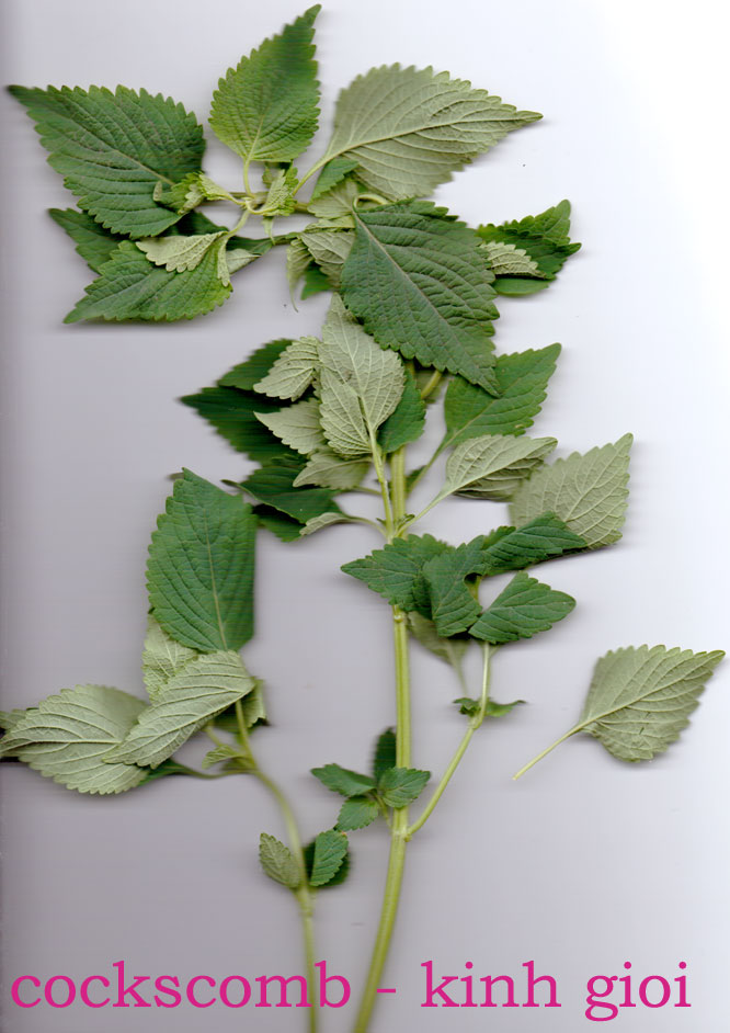 Basic Vietnamese Herbs In My Kitchen (& Chilli) — Uyen Luu