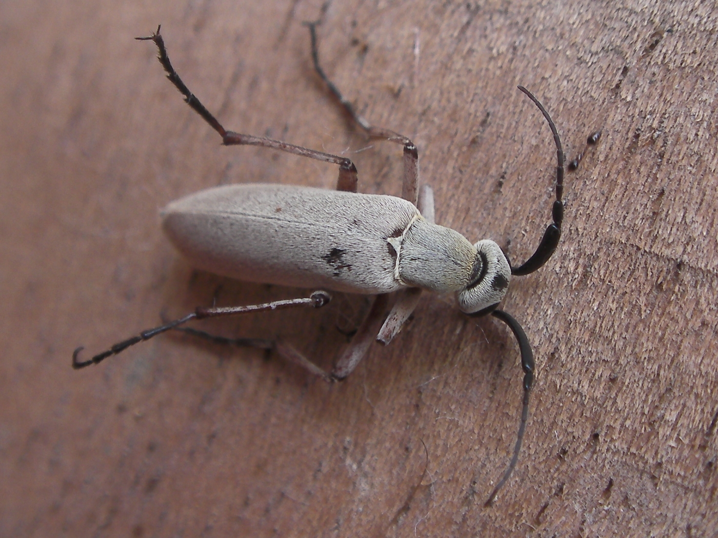 Quaoar Power Zoo: Blister Beetle covered in fur - Epicauta sp?