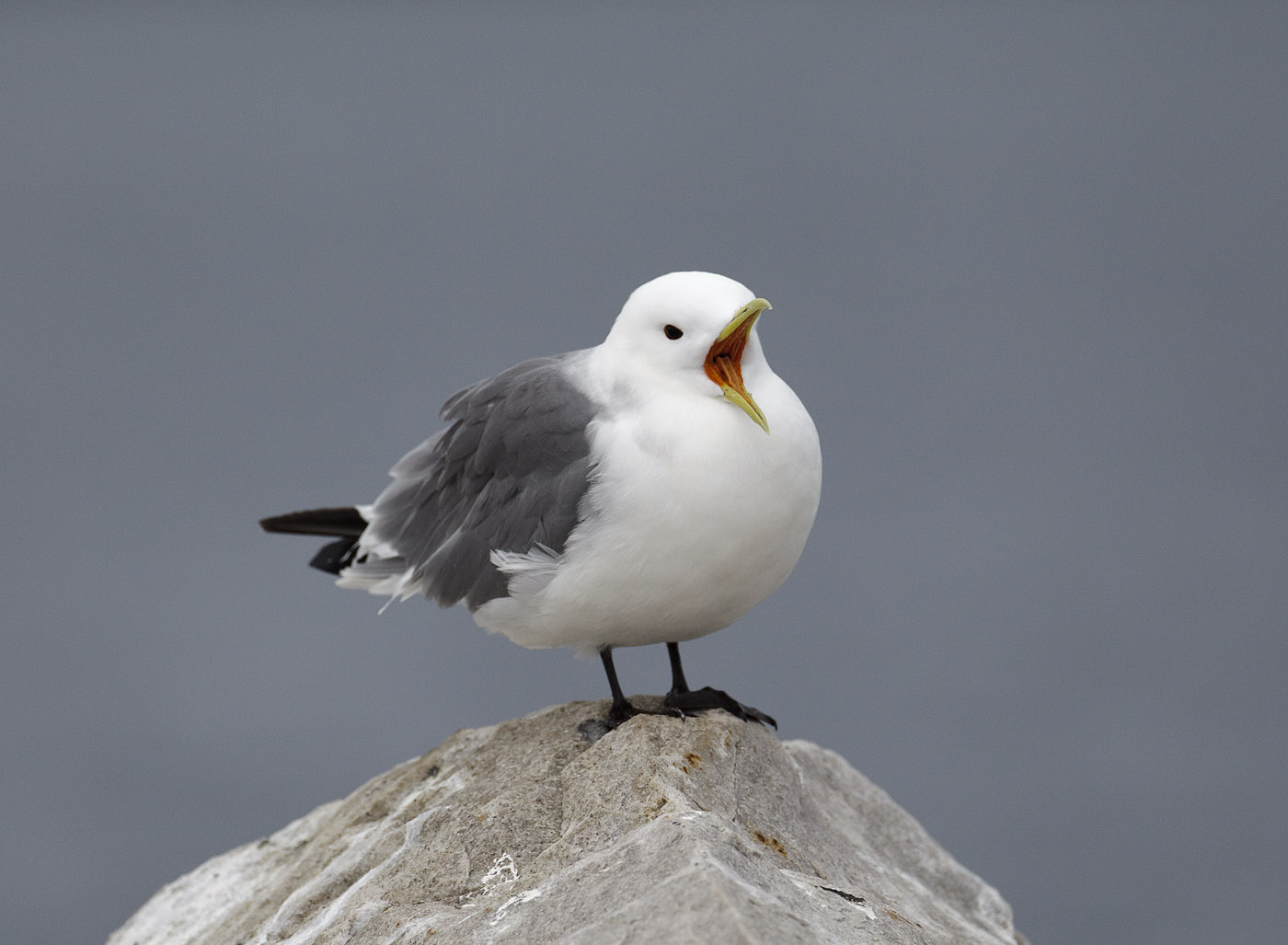 pewit: Kittiwakes