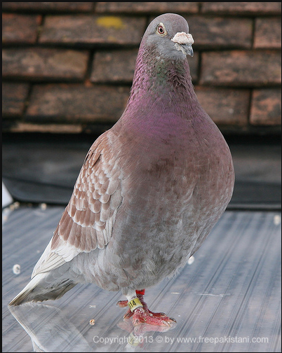 Red Racing Pigeon ~ Kabotarjaja | Pakistani Pigeons | Pigeons Photos ...