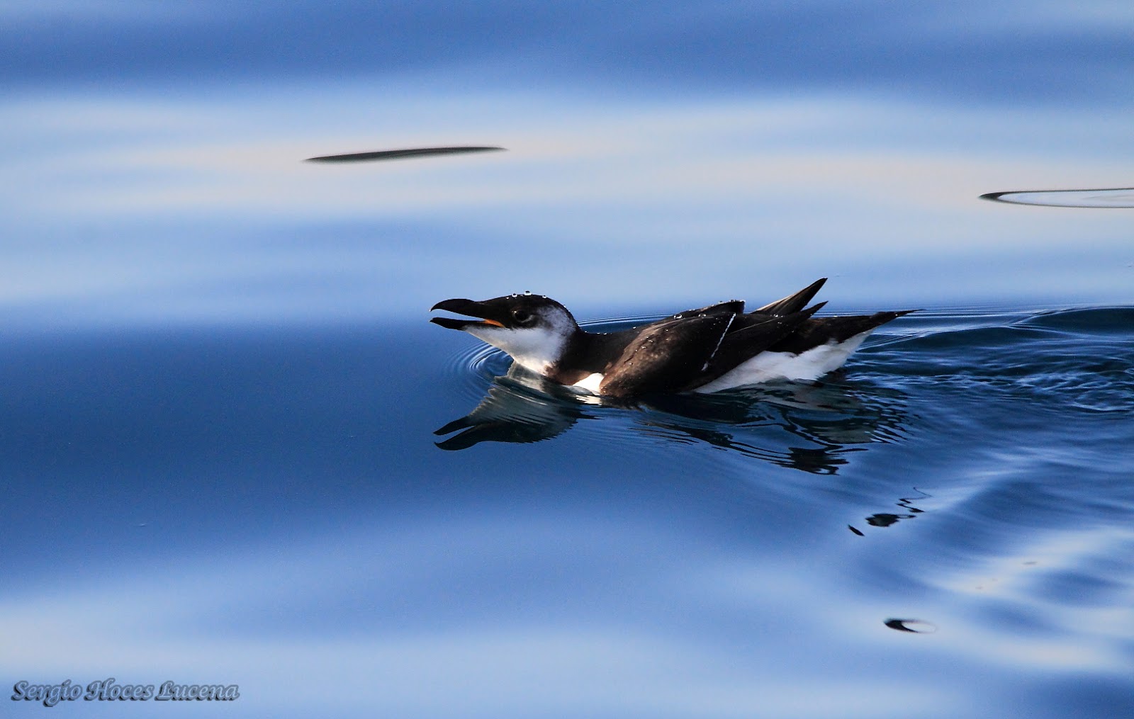 Viajes, Salidas, Naturaleza, (Fotografía).: Alca Común (Alca Torda).