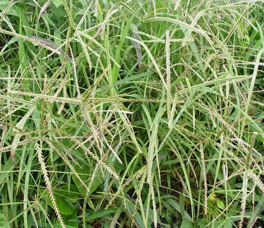 Maleza de HOJA ANGOSTA ~ Agronutrientes