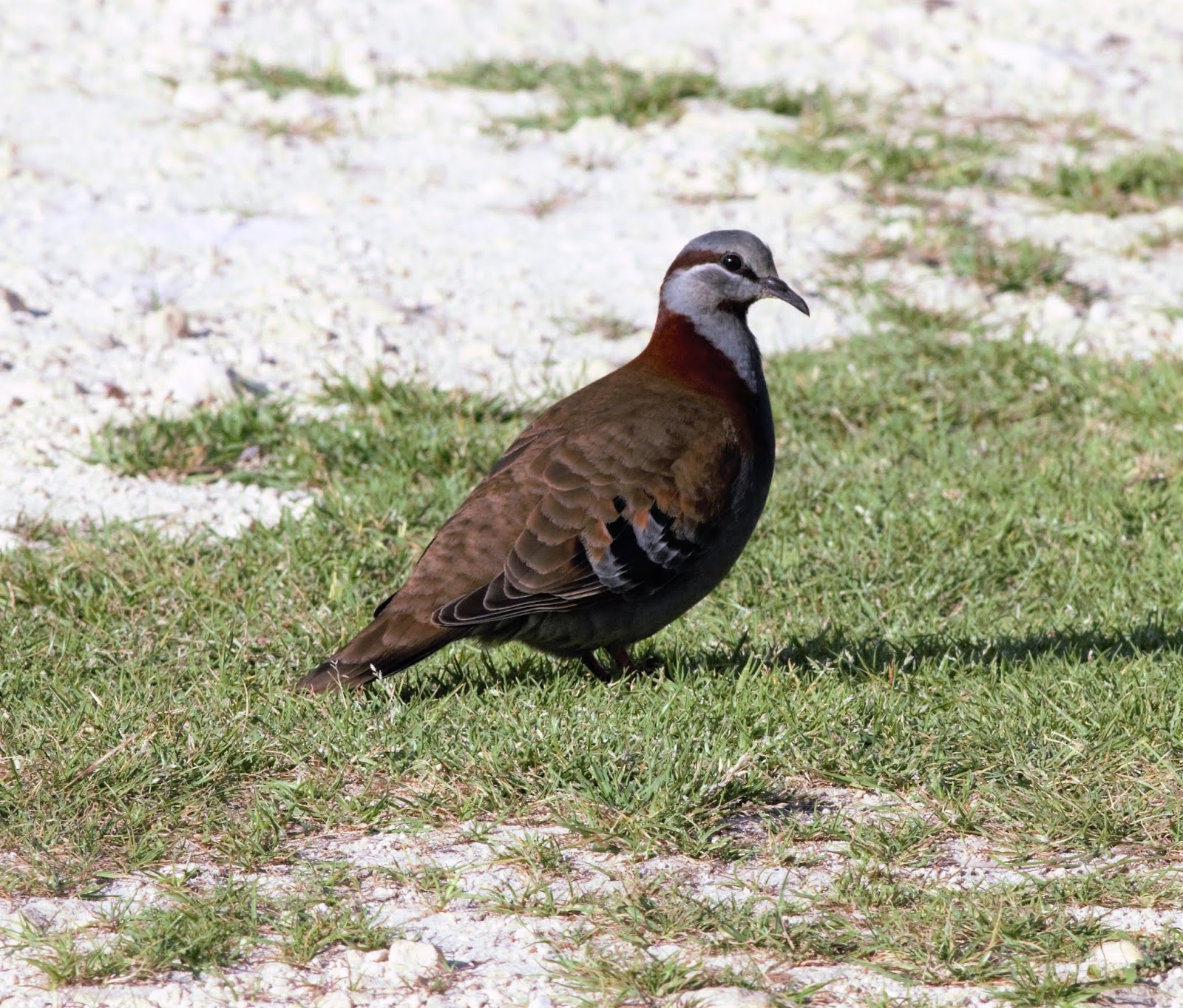 sunshinecoastbirds: WESTERN AUSTRALIA PART 3 – Cheynes Beach to Perth: Honey Possum , Red-eared ...