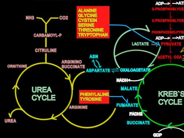 Subhaditya InfoWorld: Glycolysis & Krebs Cycle