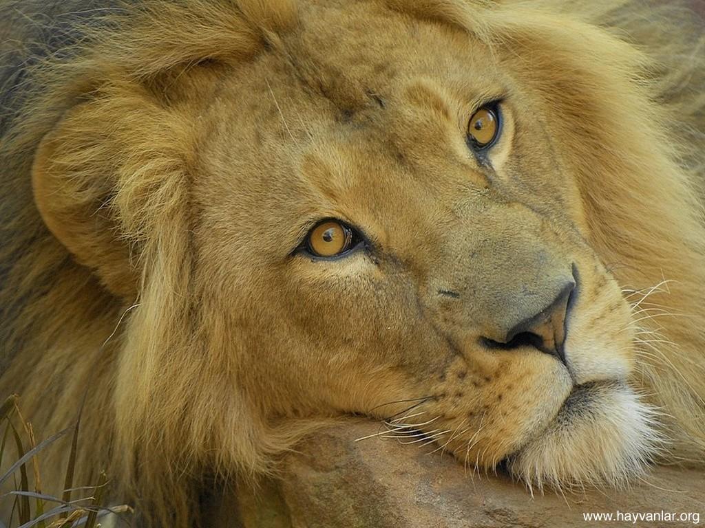 Aslan Resimleri - Resimleri (İmages, Photos) Blog..