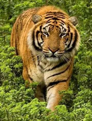 VAHŞİ HAYVAN RESİMLERİ VAHŞİ HAYVANLAR-Manzaralar