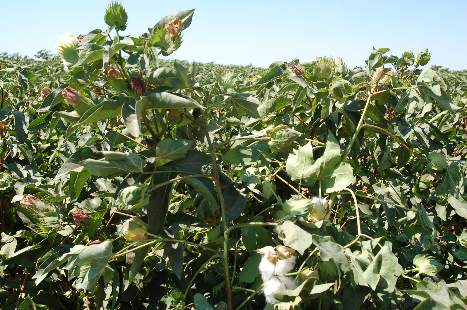 Sustainable Ag: A View from the Field: Better Late Than Never: It's ...