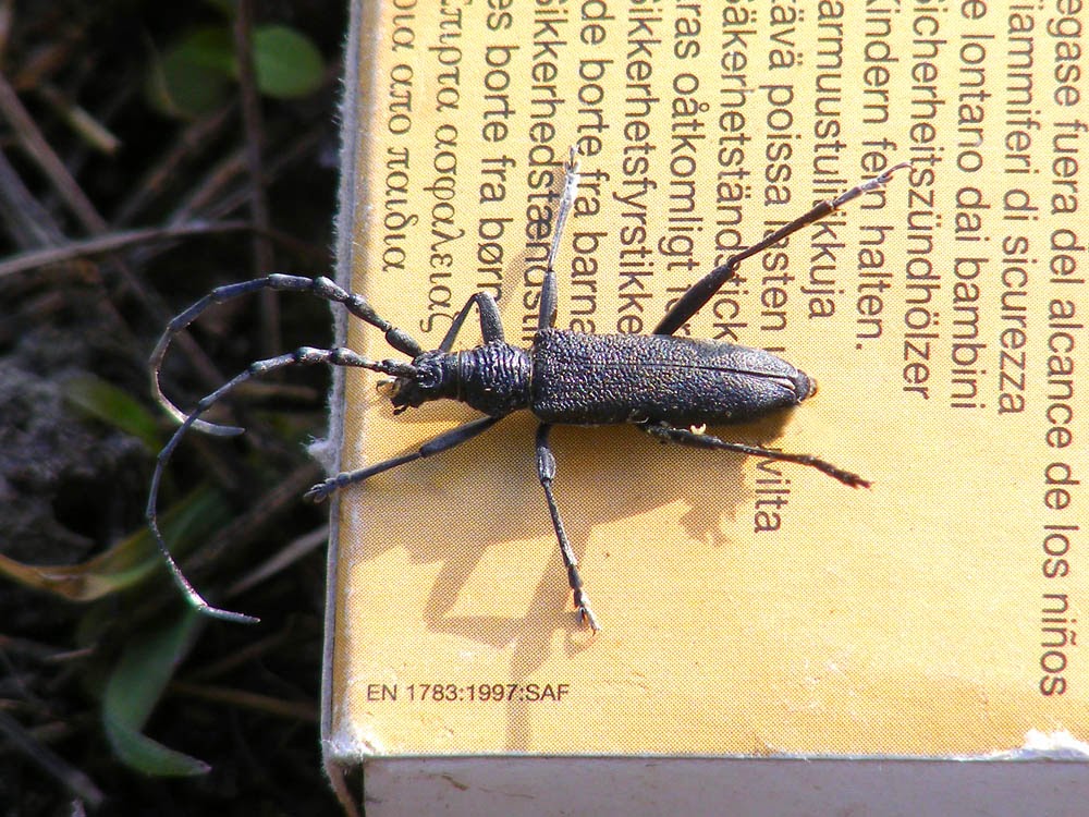 Loire Valley Nature: Lesser Capricorn Beetle Cerambyx scopolii