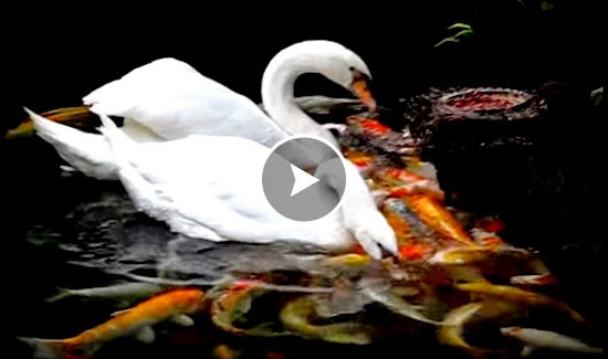 White Swans Feeding Carp Fishes as a Hobby