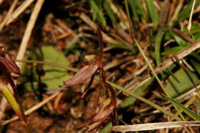 The Nature of Robertson: ANOS trip to Bullio