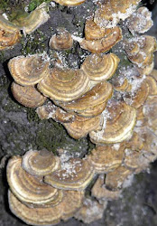 Mould and other Fungal Toxins