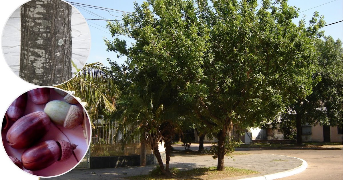 v e r d e c h a c o: Roble / Carballo