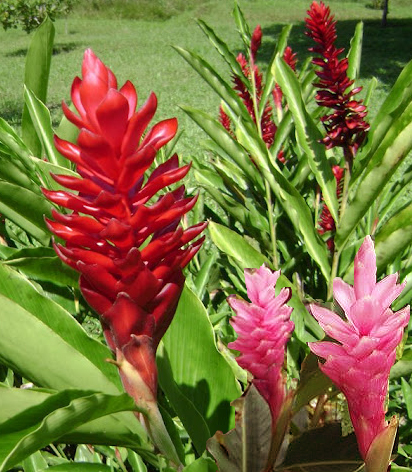 Benefits of Ginger (Zingiber officinale) - Home Remedies | Natural Cure ...