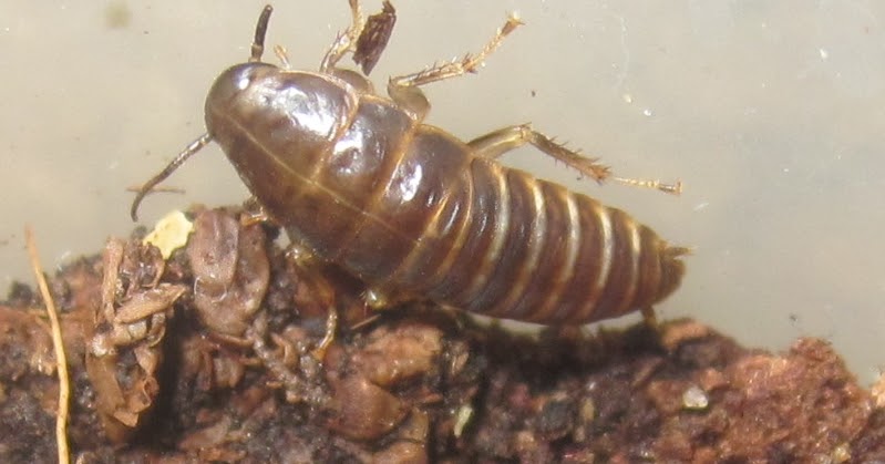 Invertebrate Dude: Christmas Zombie Roaches! (Pt. 2)