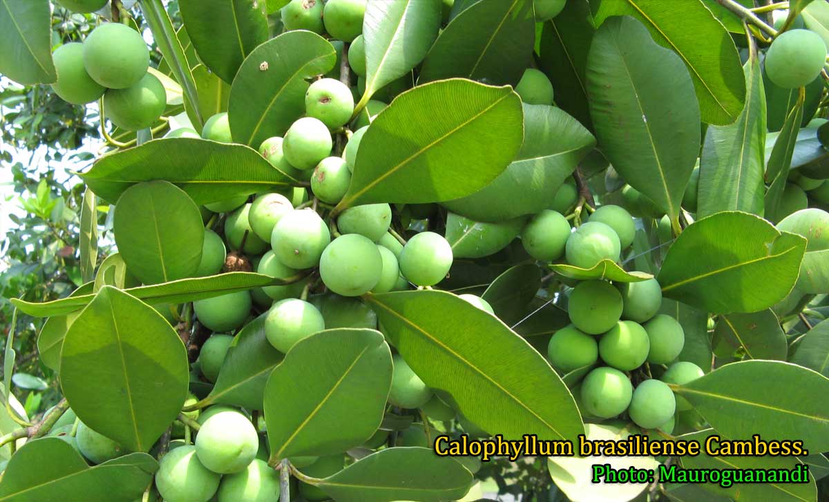 Medicinal Plants: Calophyllum brasiliense, Calaba, Santa Maria tree ...