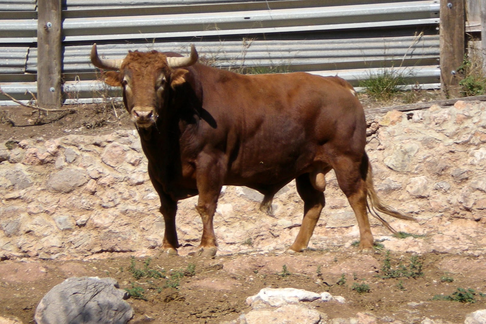 ESPAI TAURÍ: Primer toro reseñado para Les Alqueries 2011