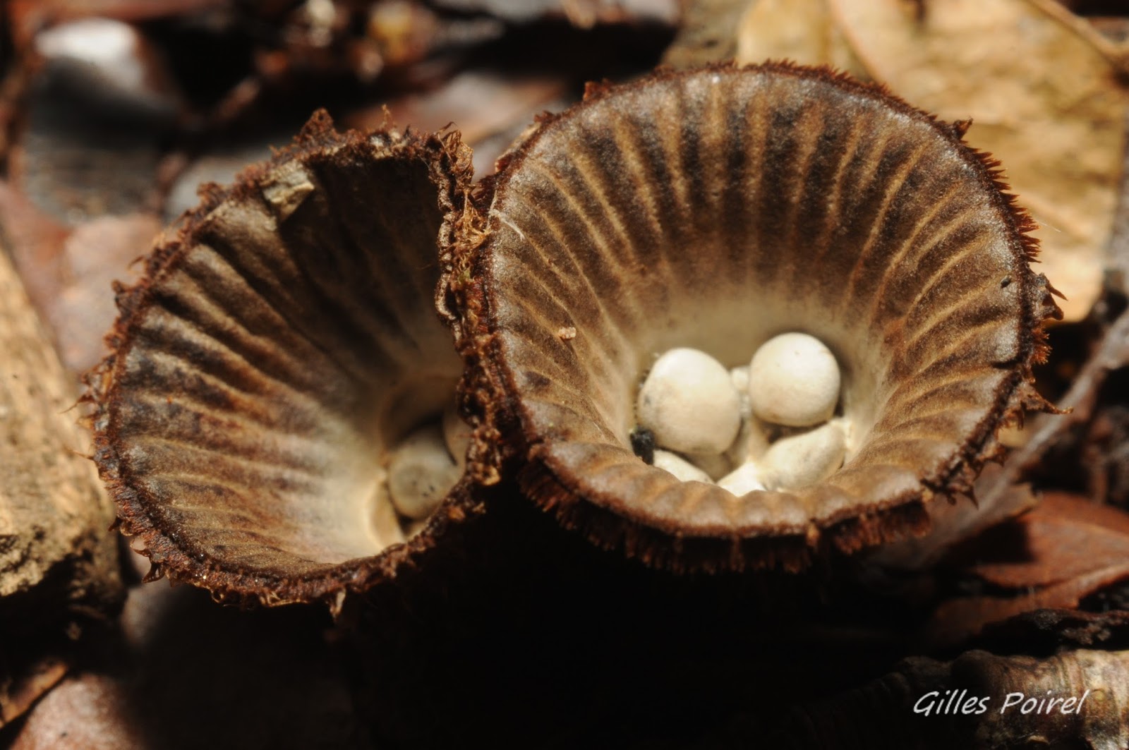 JURA, UNE TERRE, DES HOMMES: Le Cyathe strié. Cyathus striatus.