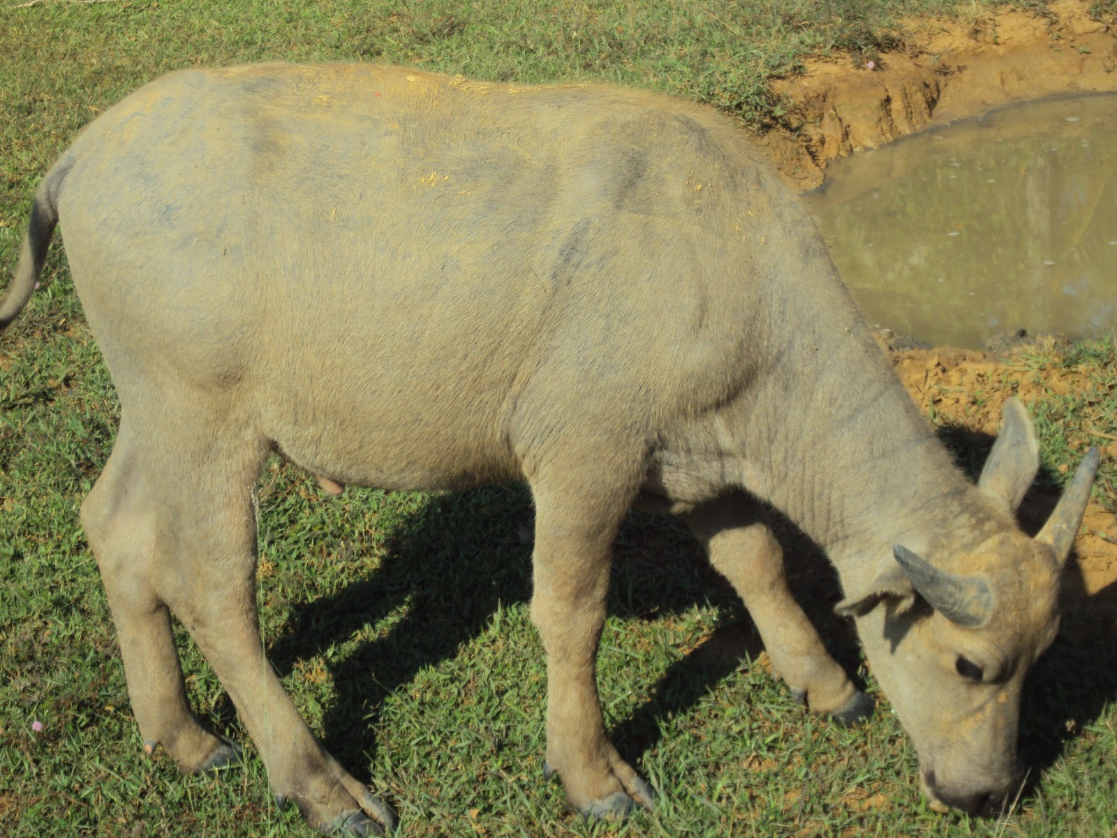Sutha Abimanyu: Adan Panak Beburon