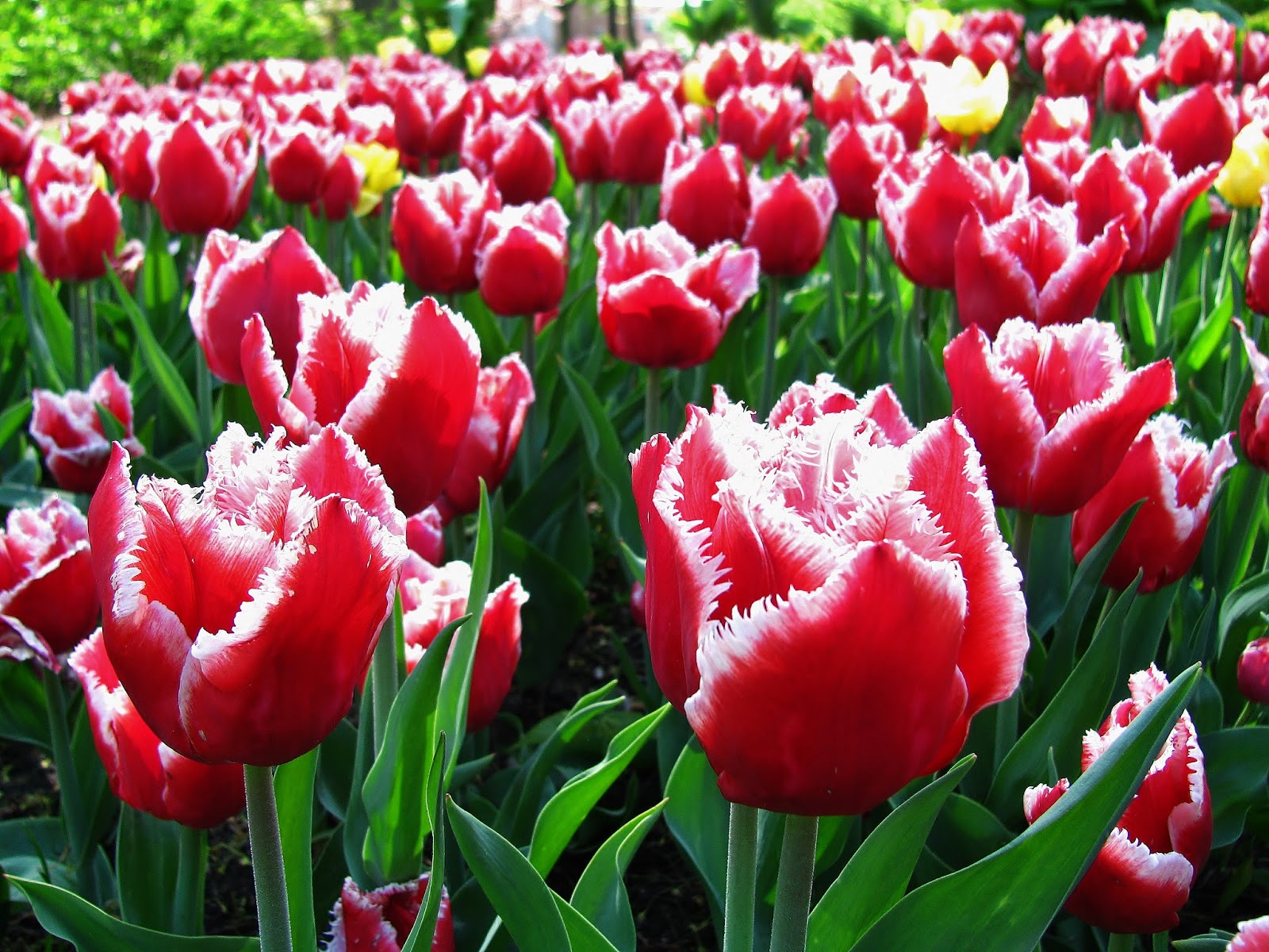 Life In Robin's Nest: A Plethora of Tulips