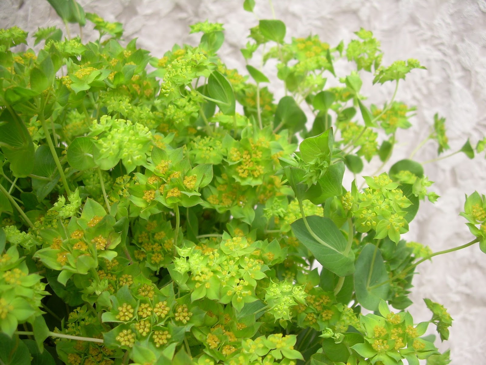 Bupleurum chinense - Alchetron, The Free Social Encyclopedia