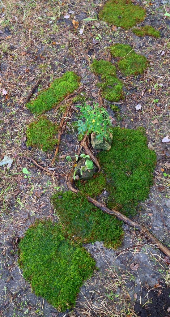 The Rainforest Garden: How to Plant Moss - And Why You Should