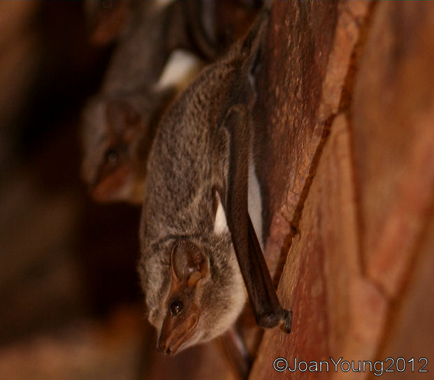 South African Photographs: Mauritian Tomb Bat (Taphozous mauritianus)