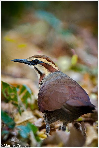 Marius Coetzee Photography: Living the Dream: My Life as a Professional ...