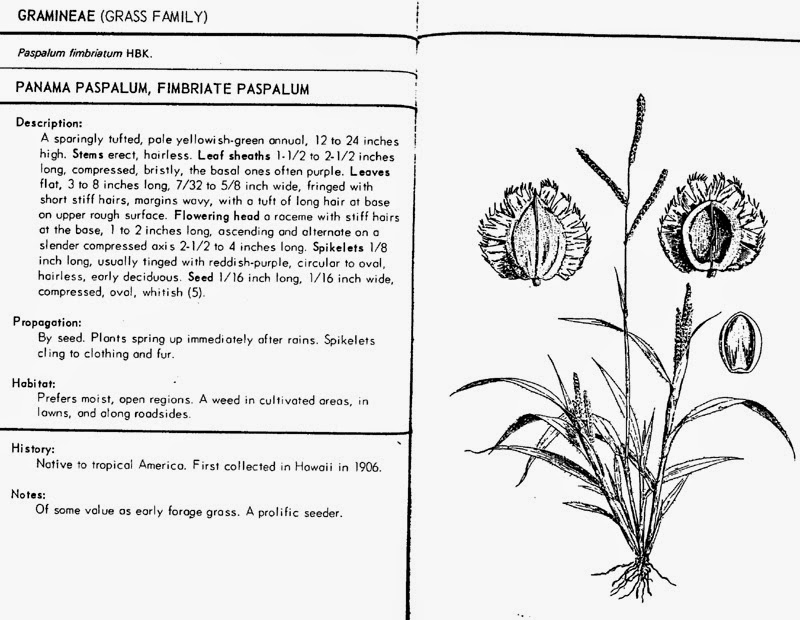 Flora de Puerto Rico Ilustrada Papo Vives: POACEAE PASPALUM FIMBRIATUM ...