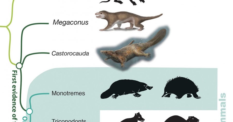Biología y Geología en el IES Valle de Leiva: LA EVOLUCIÓN DEL ORNITORRINCO