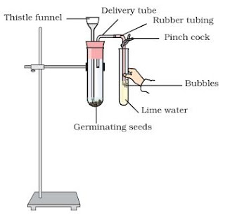 To show experimentally that carbon dioxide is given out during ...