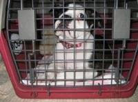 FrenchBo Information: How to train your FrenchBo puppy