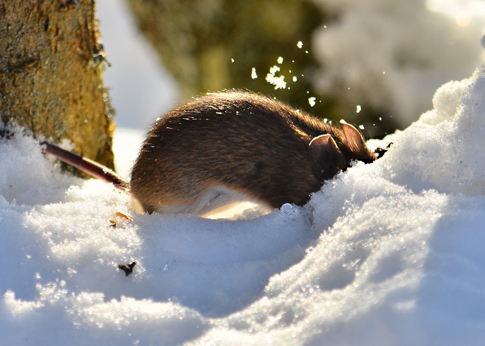 Leena Lumi: marraskuuta 2013