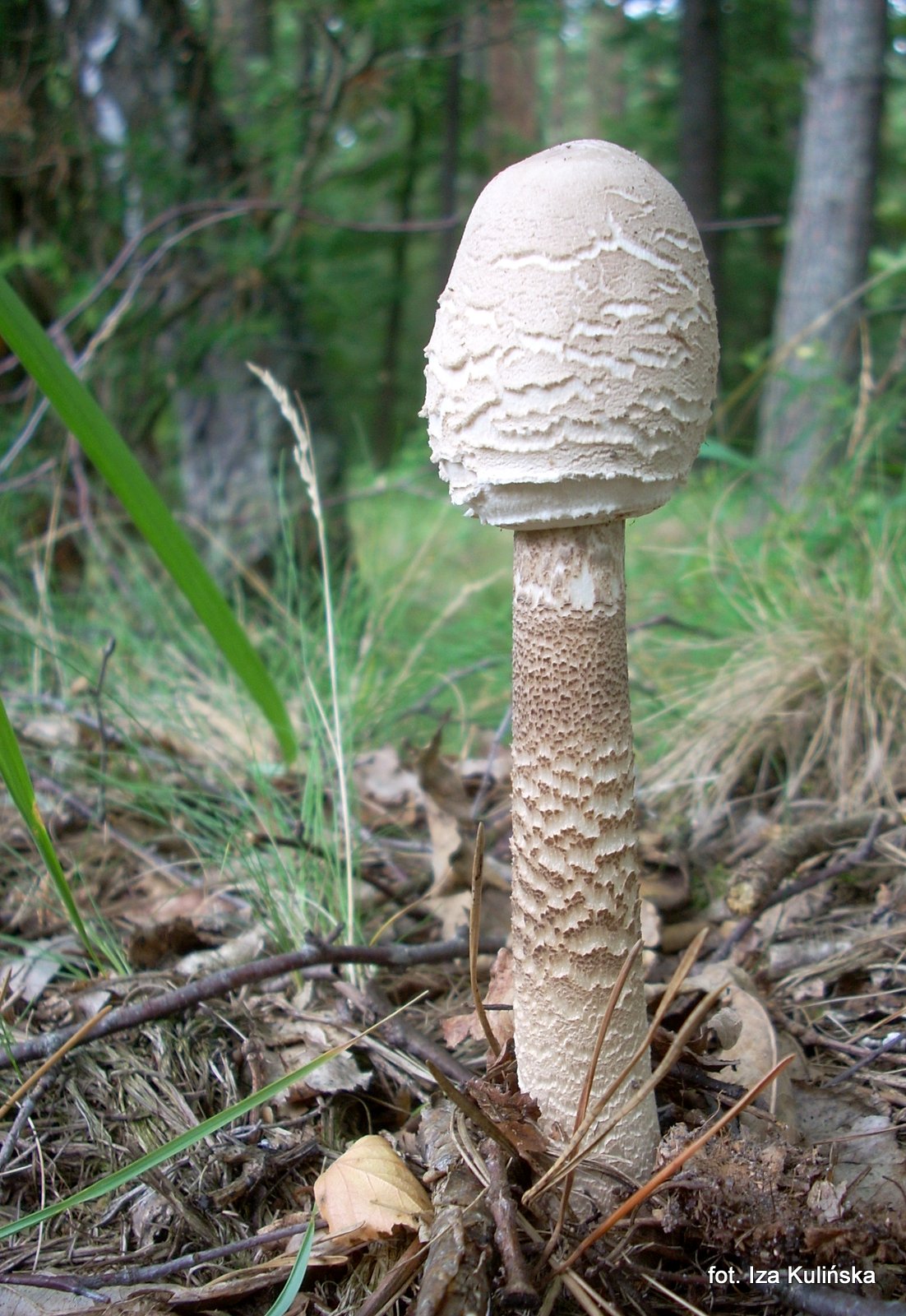 Czubajka - kania, gwiaździsta, beżowa, czerwieniejąca | Smaczna Pyza